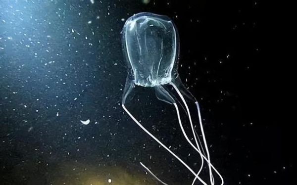 世界上最恐怖的水母_箱水母毒性有多强-第3张图片-山城妙识