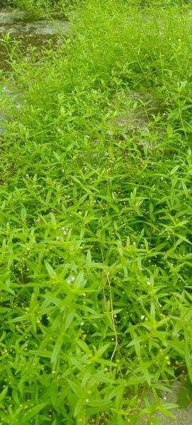 白花蛇舌草图片大全_白花蛇舌草长什么样-第1张图片-山城妙识 白花蛇舌草图片大全_白花蛇舌草长什么样-第1张图片-山城妙识