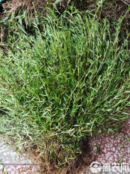 白花蛇舌草图片大全_白花蛇舌草长什么样-第2张图片-山城妙识 白花蛇舌草图片大全_白花蛇舌草长什么样-第2张图片-山城妙识