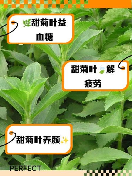 甜菊叶茶能降血糖吗_甜菊叶茶怎么喝减肥-第1张图片-山城妙识