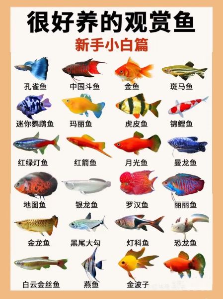 淡水鱼种类大全_常见淡水鱼名称及图片对照-第1张图片-山城妙识 淡水鱼种类大全_常见淡水鱼名称及图片对照-第1张图片-山城妙识