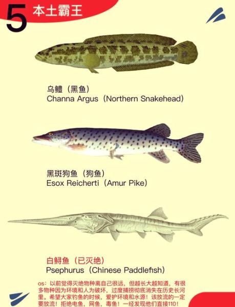 鳡鱼是淡水鱼还是海鱼_鳡鱼生活习性全解析-第1张图片-山城妙识 鳡鱼是淡水鱼还是海鱼_鳡鱼生活习性全解析-第1张图片-山城妙识
