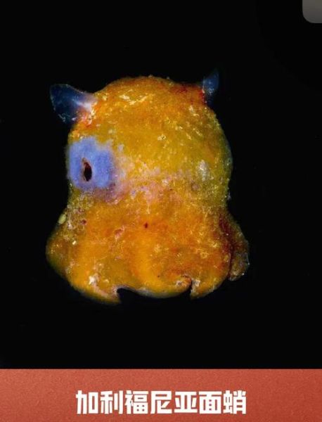 烙饼章鱼多少钱一只_烙饼章鱼饲养成本-第1张图片-山城妙识 烙饼章鱼多少钱一只_烙饼章鱼饲养成本-第1张图片-山城妙识