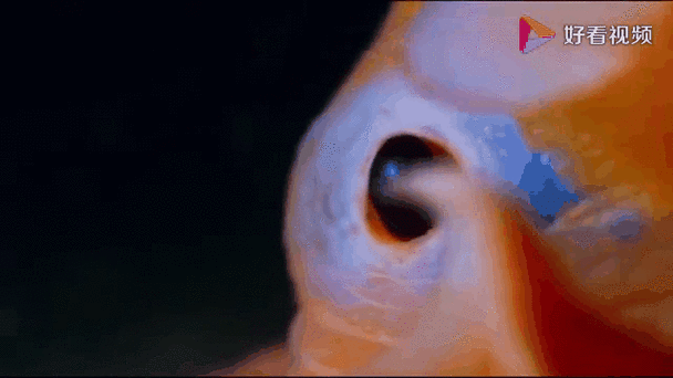 烙饼章鱼多少钱一只_烙饼章鱼饲养成本-第2张图片-山城妙识 烙饼章鱼多少钱一只_烙饼章鱼饲养成本-第2张图片-山城妙识