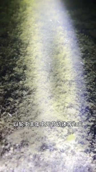 加州鲈鱼养殖1斤成本_加州鲈鱼养殖成本明细-第1张图片-山城妙识