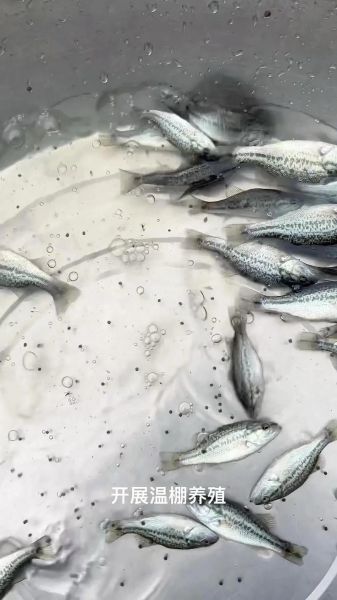 加州鲈鱼养殖1斤成本_加州鲈鱼养殖成本明细-第3张图片-山城妙识