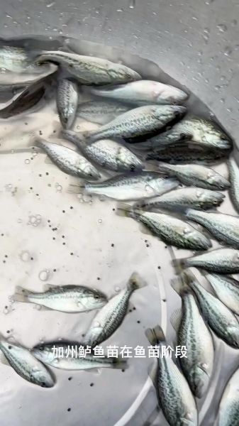 加州鲈鱼养殖1斤成本_加州鲈鱼养殖成本明细-第2张图片-山城妙识