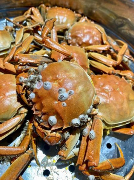 野生螃蟹能吃吗_野生螃蟹怎么吃才安全-第1张图片-山城妙识 野生螃蟹能吃吗_野生螃蟹怎么吃才安全-第1张图片-山城妙识