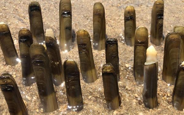 为什么禁止用盐捉竹节蛏_国家新规如何执行-第3张图片-山城妙识 为什么禁止用盐捉竹节蛏_国家新规如何执行-第3张图片-山城妙识