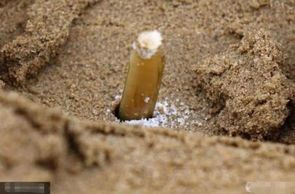 为什么禁止用盐捉竹节蛏_国家新规如何执行-第1张图片-山城妙识 为什么禁止用盐捉竹节蛏_国家新规如何执行-第1张图片-山城妙识