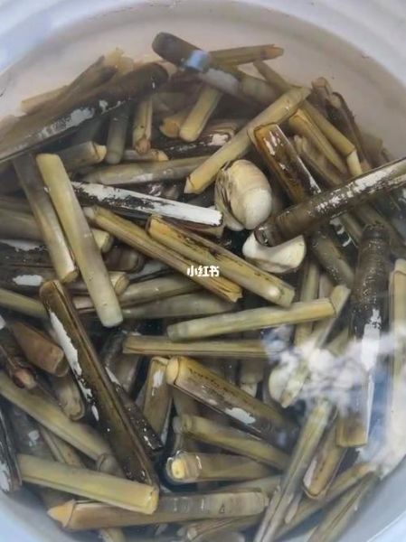 为什么禁止用盐捉竹节蛏_国家新规如何执行-第2张图片-山城妙识 为什么禁止用盐捉竹节蛏_国家新规如何执行-第2张图片-山城妙识