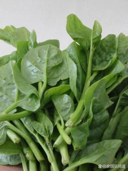 木耳菜怎么种_木耳菜图片长什么样-第1张图片-山城妙识 木耳菜怎么种_木耳菜图片长什么样-第1张图片-山城妙识