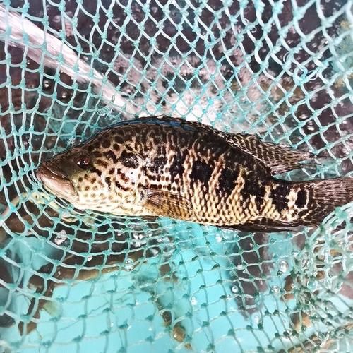 小石斑鱼图片_淡水能养吗-第1张图片-山城妙识 小石斑鱼图片_淡水能养吗-第1张图片-山城妙识