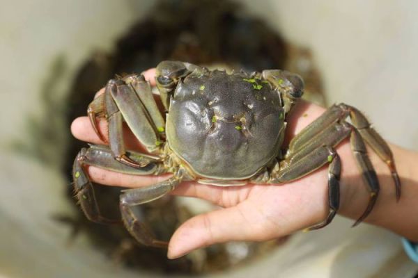 河蟹怎么养殖_河蟹养殖技术要点-第1张图片-山城妙识 河蟹怎么养殖_河蟹养殖技术要点-第1张图片-山城妙识