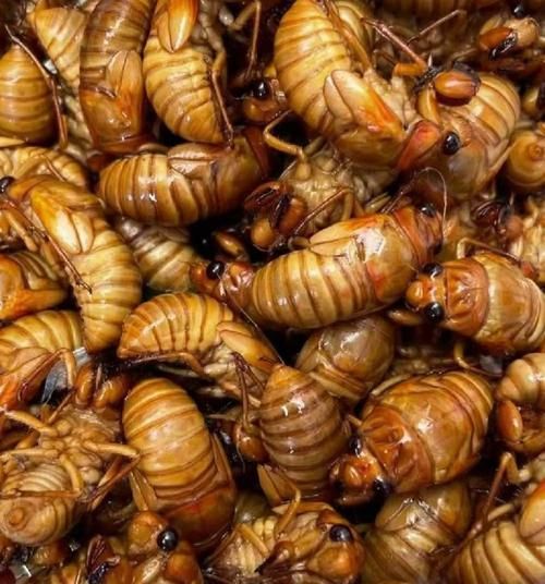 蝉蛹多少钱一斤_蝉蛹价格行情-第1张图片-山城妙识 蝉蛹多少钱一斤_蝉蛹价格行情-第1张图片-山城妙识