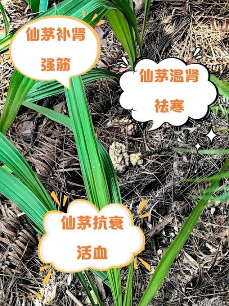仙茅补肾壮阳多久见效_仙茅能提高性功能吗-第2张图片-山城妙识 仙茅补肾壮阳多久见效_仙茅能提高性功能吗-第2张图片-山城妙识