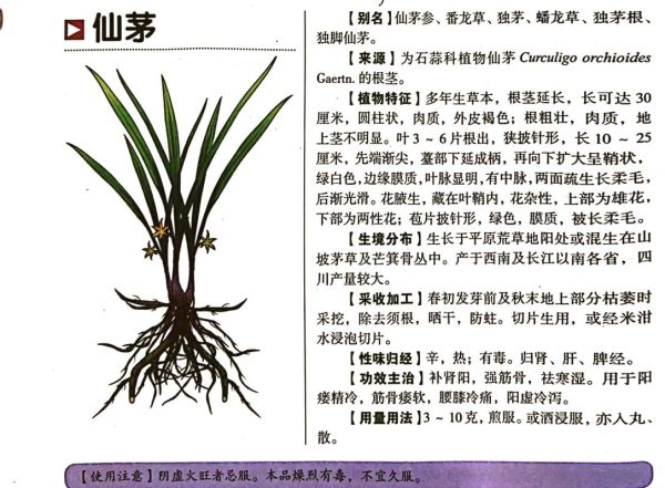 仙茅补肾壮阳多久见效_仙茅能提高性功能吗-第1张图片-山城妙识 仙茅补肾壮阳多久见效_仙茅能提高性功能吗-第1张图片-山城妙识