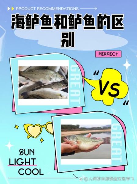 鲈鱼图片真实图片_如何辨别野生与养殖-第1张图片-山城妙识 鲈鱼图片真实图片_如何辨别野生与养殖-第1张图片-山城妙识