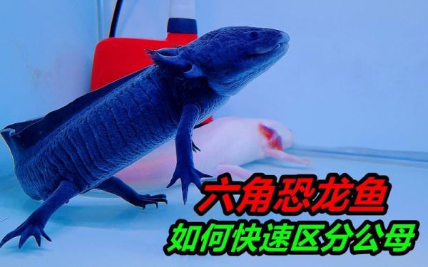 六角恐龙鱼怎么分公母_六角恐龙鱼公母区别图解-第2张图片-山城妙识