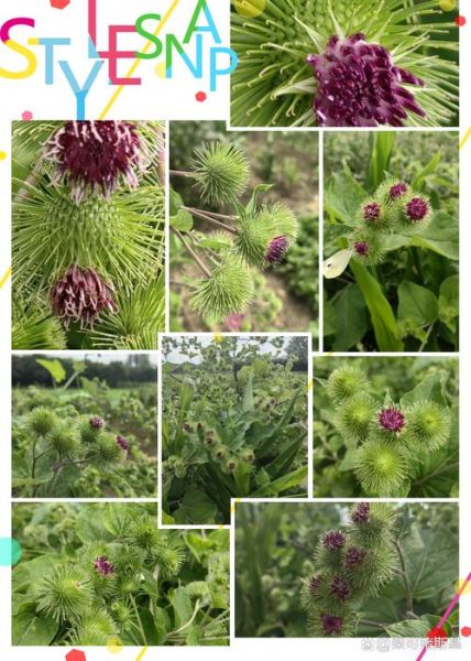 牛蒡是什么_牛蒡长什么样-第2张图片-山城妙识 牛蒡是什么_牛蒡长什么样-第2张图片-山城妙识