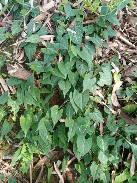 何首乌长什么样_何首乌长啥样图片-第1张图片-山城妙识 何首乌长什么样_何首乌长啥样图片-第1张图片-山城妙识