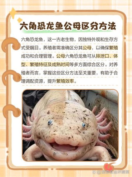 六角恐龙鱼怎么分公母_六角恐龙鱼公母区别图解-第1张图片-山城妙识