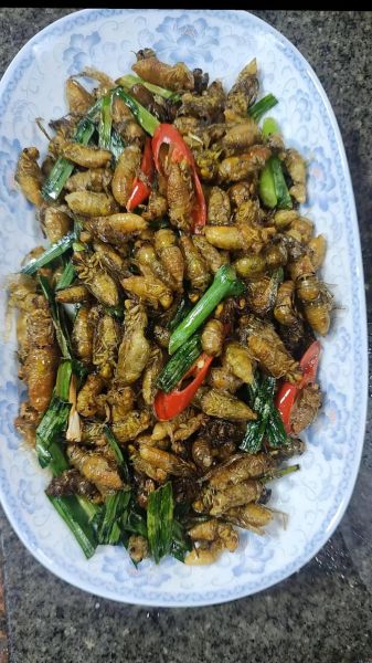 蝉蛹多少钱一斤_蝉蛹价格行情-第3张图片-山城妙识 蝉蛹多少钱一斤_蝉蛹价格行情-第3张图片-山城妙识