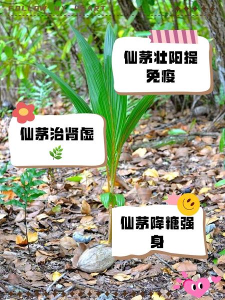 仙茅补肾壮阳多久见效_仙茅能提高性功能吗-第3张图片-山城妙识 仙茅补肾壮阳多久见效_仙茅能提高性功能吗-第3张图片-山城妙识