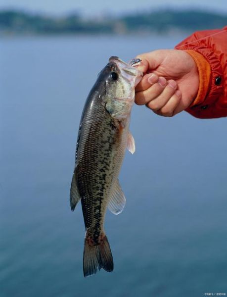 鲈鱼图片真实图片_如何辨别野生与养殖-第3张图片-山城妙识 鲈鱼图片真实图片_如何辨别野生与养殖-第3张图片-山城妙识