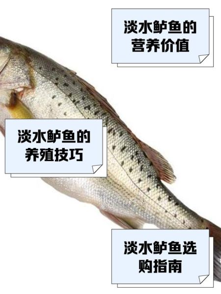 鲈鱼图片真实图片_如何辨别野生与养殖-第2张图片-山城妙识 鲈鱼图片真实图片_如何辨别野生与养殖-第2张图片-山城妙识