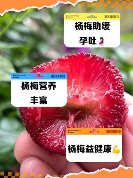 孕妇能吃杨梅吗_孕妇吃杨梅的好处与禁忌-第1张图片-山城妙识 孕妇能吃杨梅吗_孕妇吃杨梅的好处与禁忌-第1张图片-山城妙识