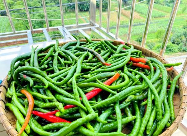 怎样腌制咸辣椒_咸辣椒腌制多久可以吃-第3张图片-山城妙识 怎样腌制咸辣椒_咸辣椒腌制多久可以吃-第3张图片-山城妙识