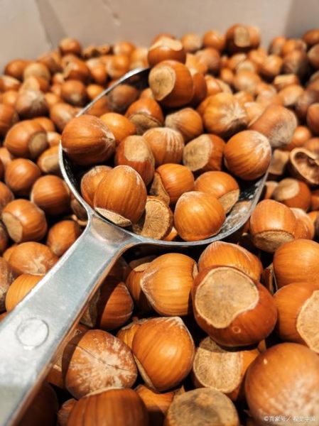 榛子和橡子的区别_哪个营养价值更高-第2张图片-山城妙识