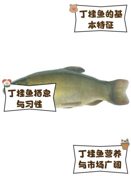 桂鱼刺多吗_桂鱼刺多不多-第1张图片-山城妙识 桂鱼刺多吗_桂鱼刺多不多-第1张图片-山城妙识