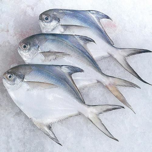 平鱼价格多少钱一斤_平鱼最新行情-第3张图片-山城妙识 平鱼价格多少钱一斤_平鱼最新行情-第3张图片-山城妙识