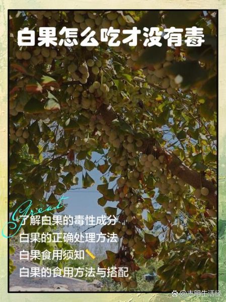 白果中毒怎么办_白果中毒如何解除-第2张图片-山城妙识 白果中毒怎么办_白果中毒如何解除-第2张图片-山城妙识