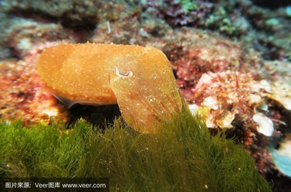 黄金乌贼是什么_黄金乌贼好吃吗-第1张图片-山城妙识 黄金乌贼是什么_黄金乌贼好吃吗-第1张图片-山城妙识