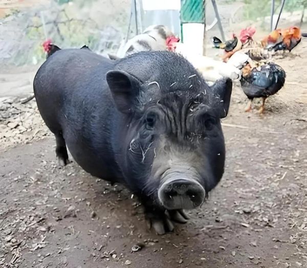 黑猪肉多少钱一斤_黑猪肉价格为什么贵-第3张图片-山城妙识 黑猪肉多少钱一斤_黑猪肉价格为什么贵-第3张图片-山城妙识