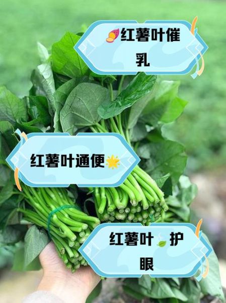 地瓜叶的功效与作用_地瓜叶怎么吃最营养-第2张图片-山城妙识 地瓜叶的功效与作用_地瓜叶怎么吃最营养-第2张图片-山城妙识