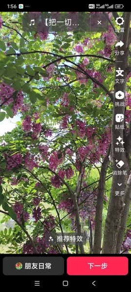 香花槐价格表_香花槐多少钱一棵-第1张图片-山城妙识 香花槐价格表_香花槐多少钱一棵-第1张图片-山城妙识