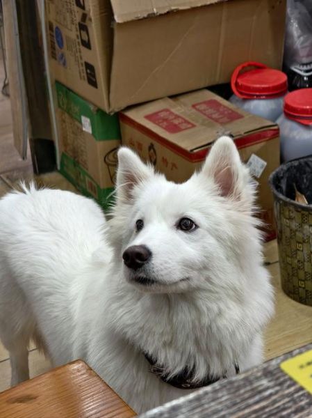 陕西裤带面怎么做_正宗裤带面哪里吃-第2张图片-山城妙识 陕西裤带面怎么做_正宗裤带面哪里吃-第2张图片-山城妙识