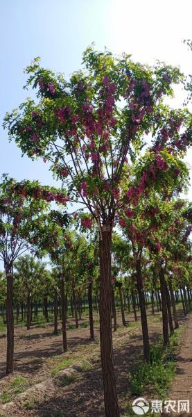香花槐价格表_香花槐多少钱一棵-第3张图片-山城妙识 香花槐价格表_香花槐多少钱一棵-第3张图片-山城妙识