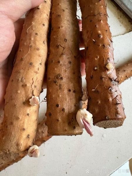 发芽的山药能吃吗_发芽山药有毒吗-第3张图片-山城妙识 发芽的山药能吃吗_发芽山药有毒吗-第3张图片-山城妙识