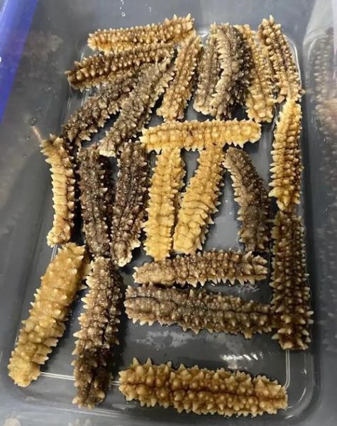 冷冻海参怎么泡发_冷冻海参怎么吃最好-第1张图片-山城妙识