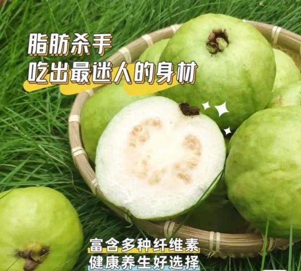 一天吃几个番石榴减肥最好_番石榴减肥正确吃法-第2张图片-山城妙识 一天吃几个番石榴减肥最好_番石榴减肥正确吃法-第2张图片-山城妙识