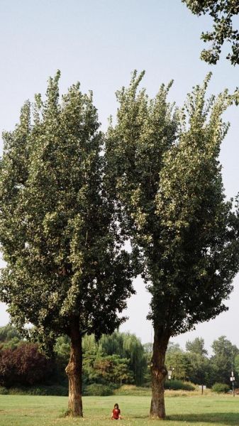 裟椤双树园是什么_裟椤双树园在哪-第1张图片-山城妙识