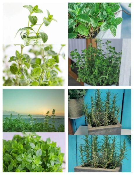 香草有哪些品种_如何在家种香草-第3张图片-山城妙识 香草有哪些品种_如何在家种香草-第3张图片-山城妙识