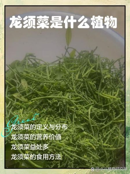 白色龙须菜是人造的吗_白色龙须菜和天然龙须菜区别-第1张图片-山城妙识 白色龙须菜是人造的吗_白色龙须菜和天然龙须菜区别-第1张图片-山城妙识