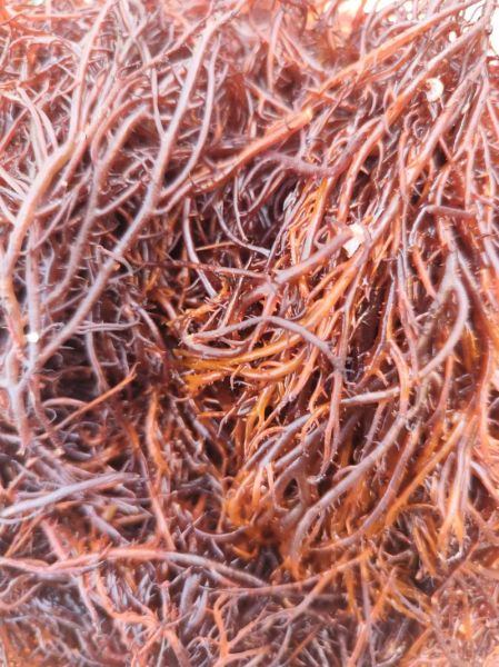 白色龙须菜是人造的吗_白色龙须菜和天然龙须菜区别-第2张图片-山城妙识 白色龙须菜是人造的吗_白色龙须菜和天然龙须菜区别-第2张图片-山城妙识