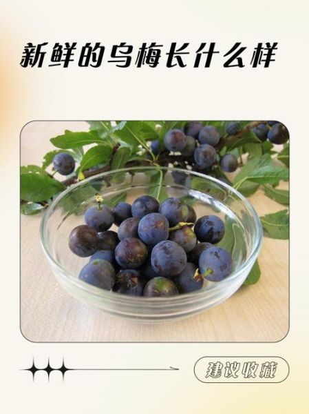 乌梅图片真假对比_乌梅鉴别方法有哪些-第2张图片-山城妙识 乌梅图片真假对比_乌梅鉴别方法有哪些-第2张图片-山城妙识